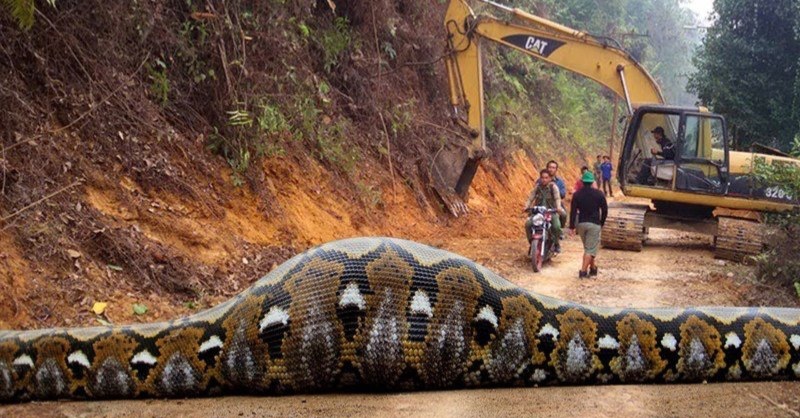 Bauarbeiter entdecken eine Anakonda mit riesigem Bauch - Das haben sie in ihr gefunden ...